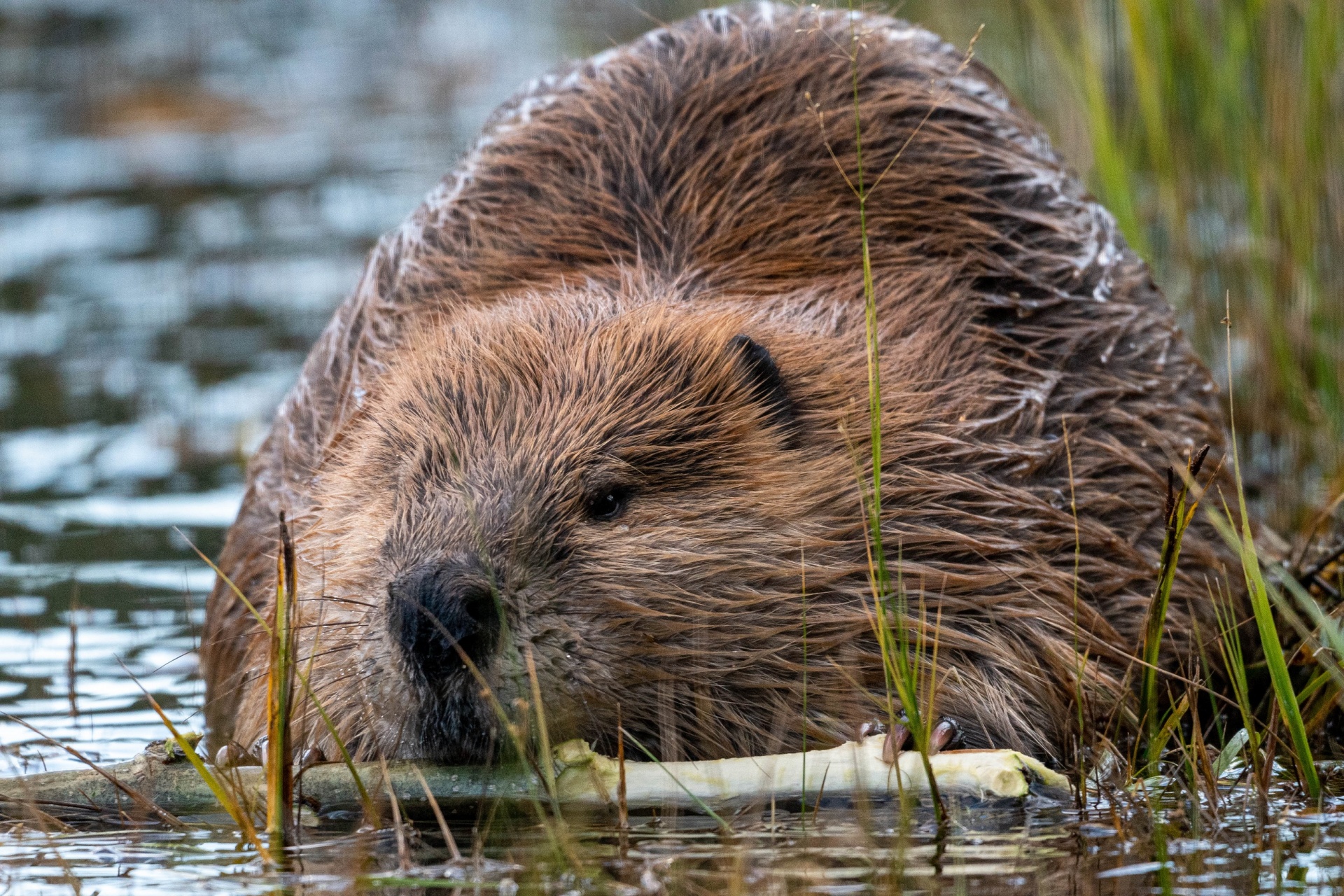 Beavers are returning to Cheshire for the first time in 400 years | The ...